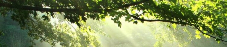 Northwest Ecotherapy